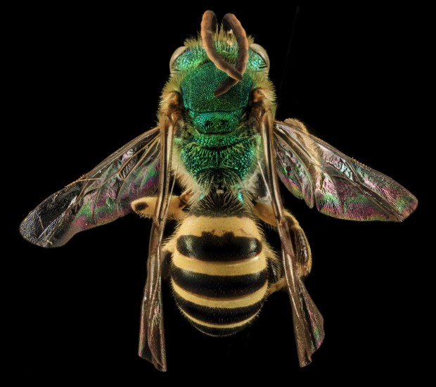 Sweat Bees (green large) | Bees of Georgia